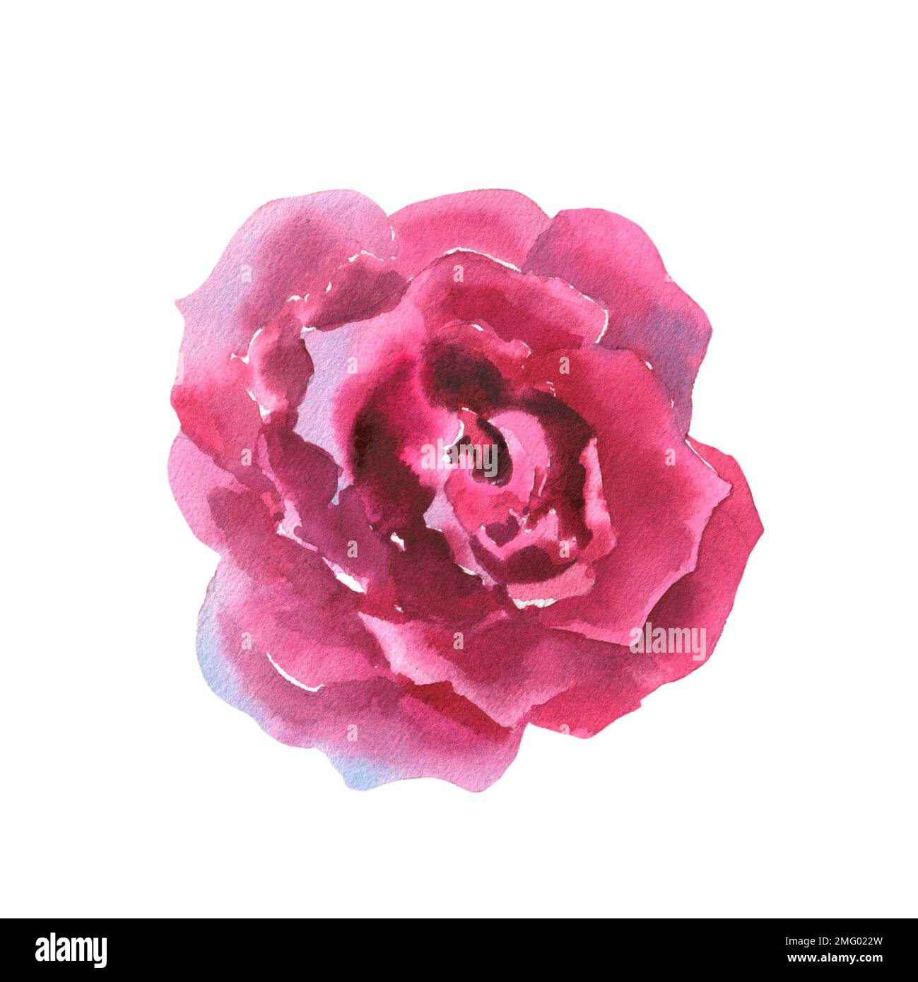 Pink, viva magenta rose on a white background. Watercolor rose painted ...