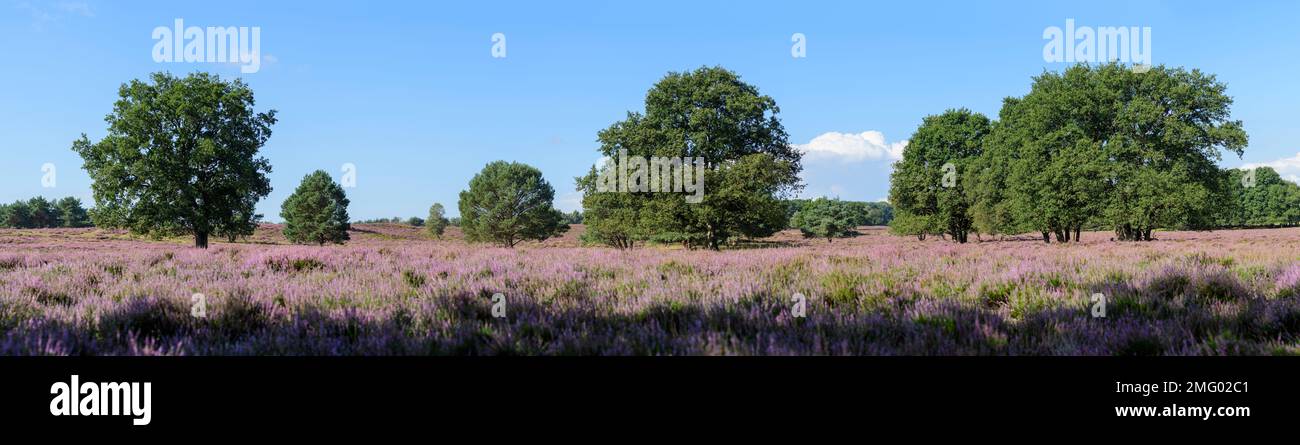 A heather field with purple blooming heather and oak trees under a ...