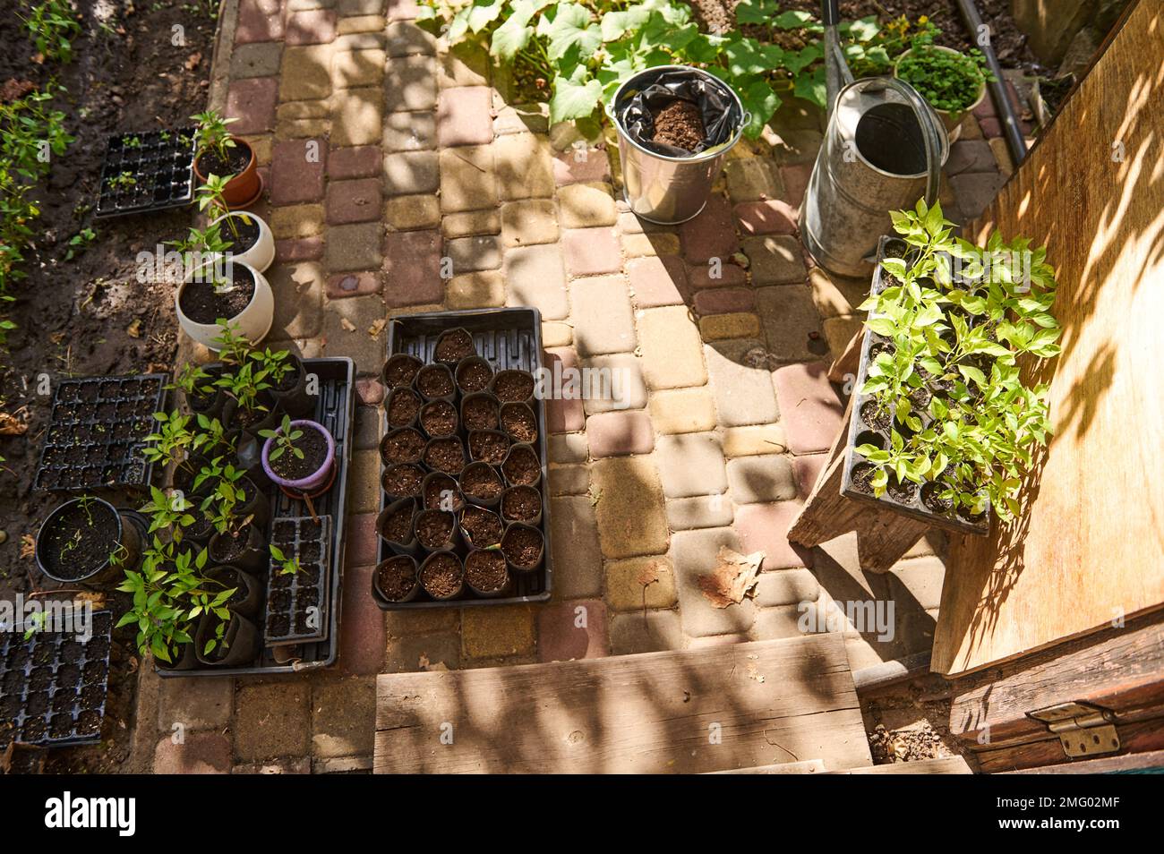 Growing seedlings in cassettes. Many plants are cultivated in the ...