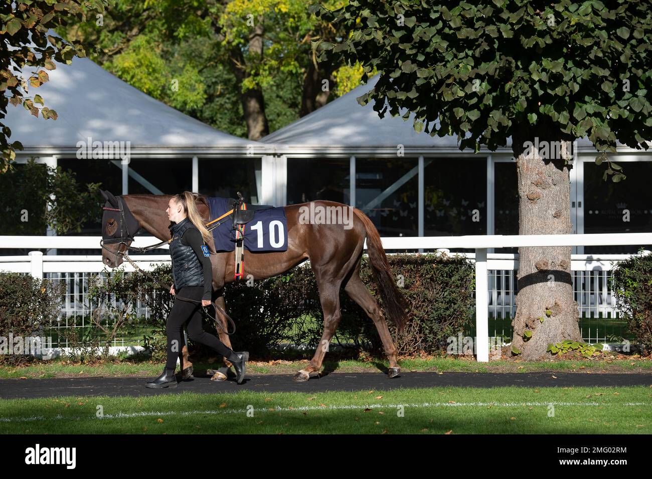 Windsor, Berkshire, UK. 10th October, 2022. Horse Celtic Saoirse in the ...