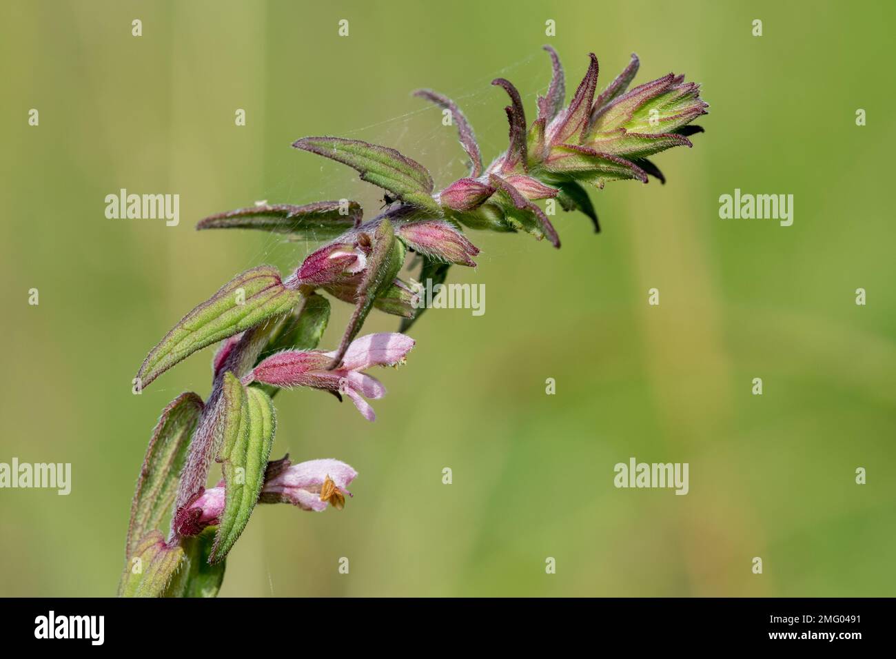 Macro shot of a red bartsia (odonites vernus) plant in bloom Stock ...