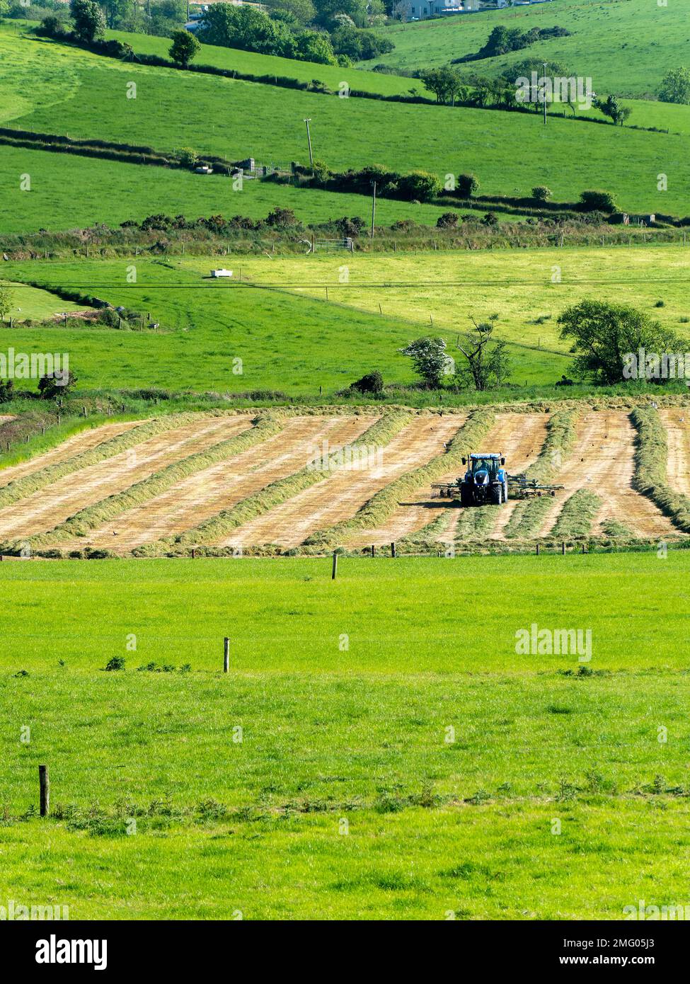 A tractor turns the grass in the hayfield on a spring. Agricultural ...