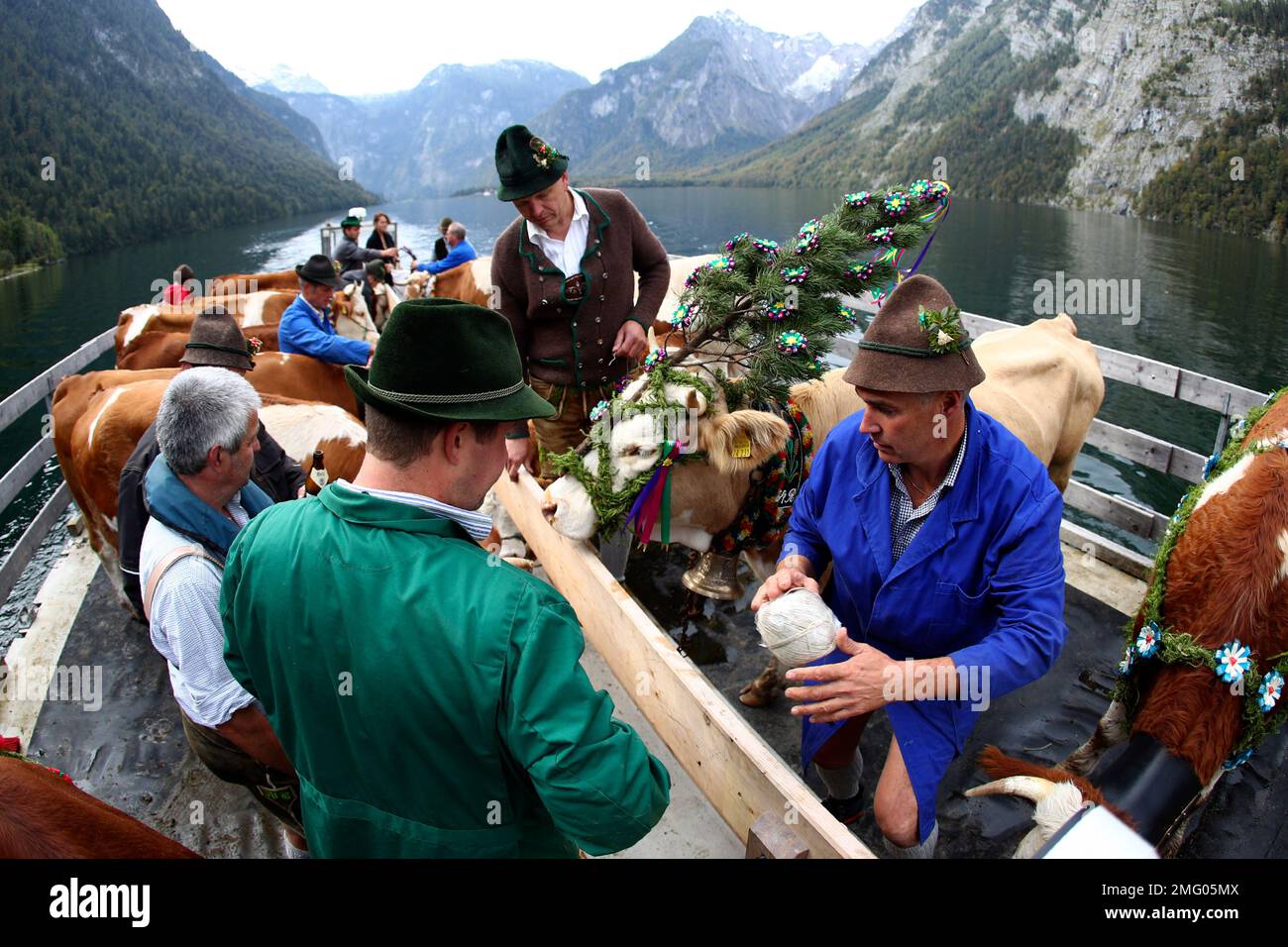 Bavarian mountain farmers return their cattle from summer pastures ...
