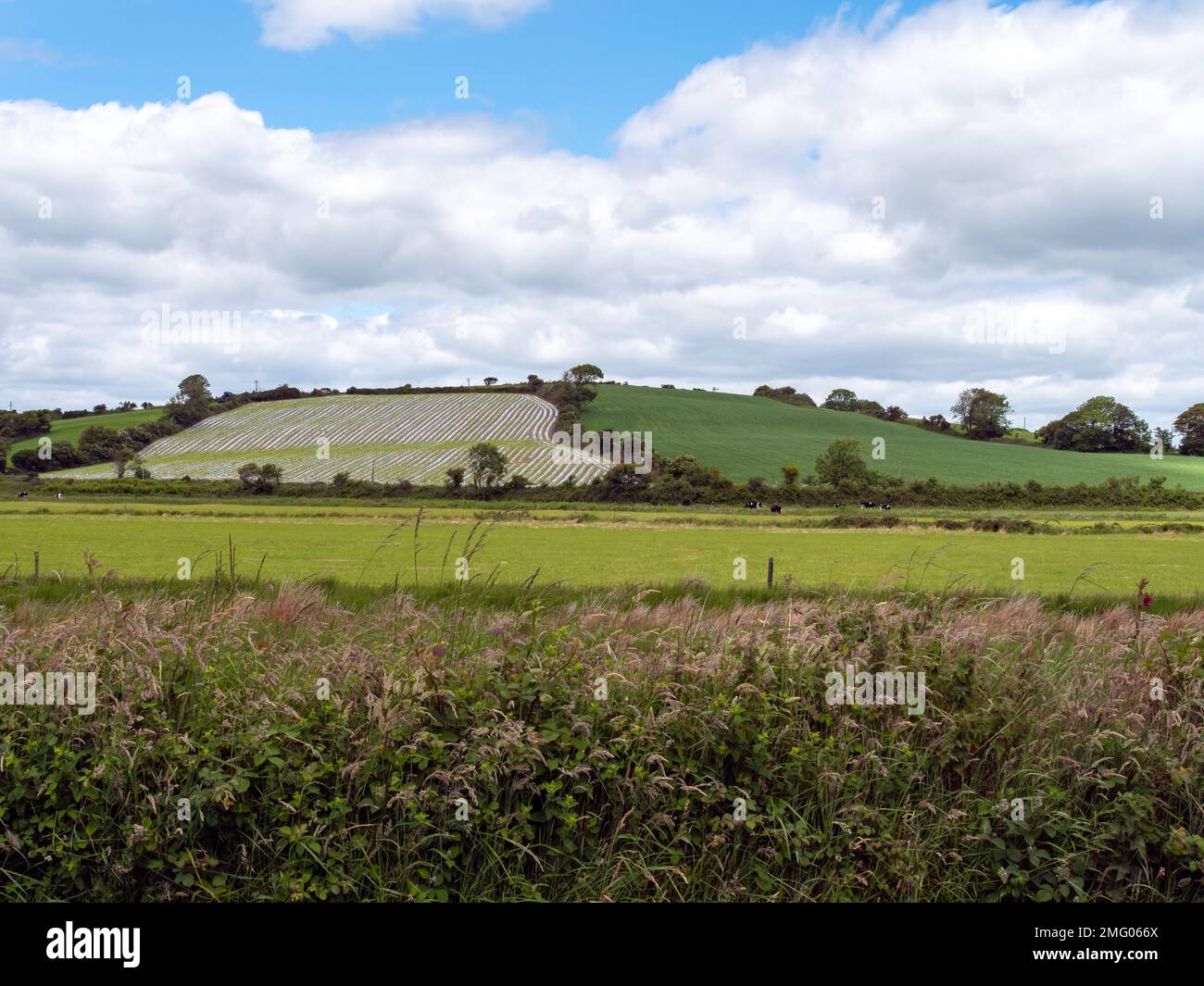 Green farm fields under a beautiful sky with white cumulus clouds ...