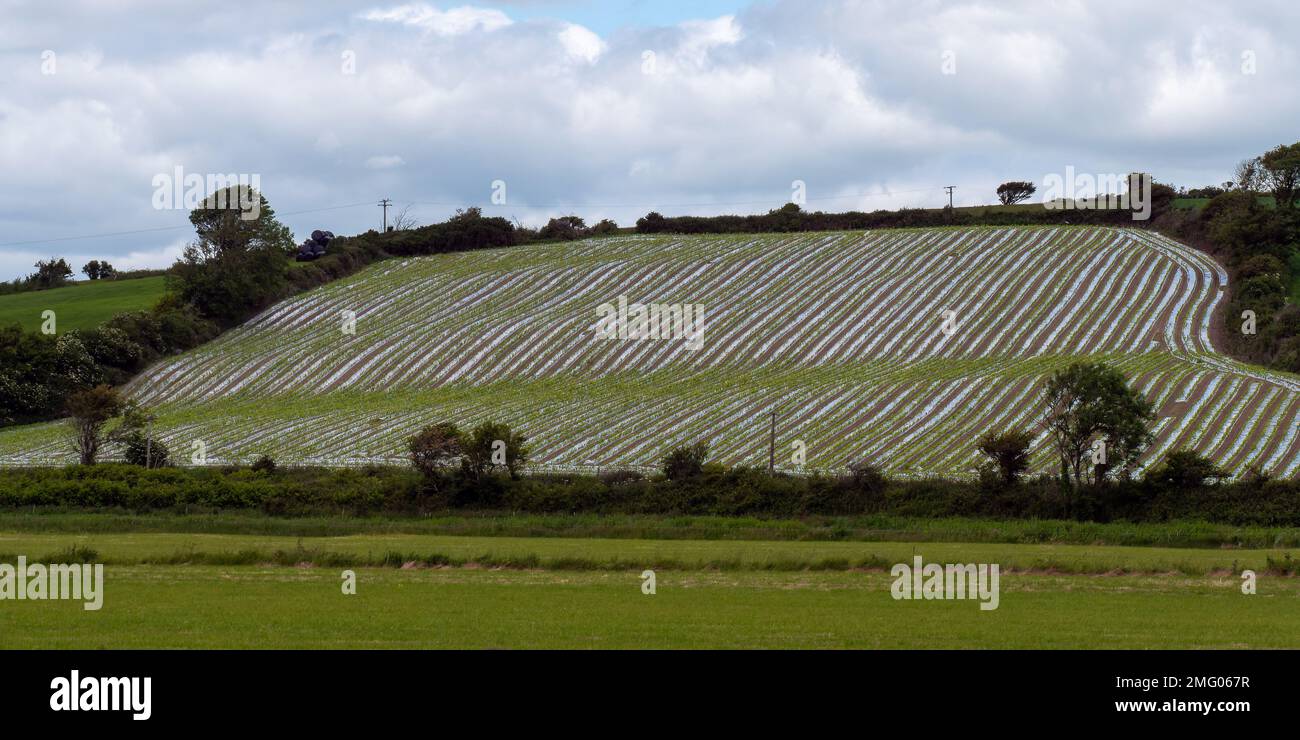 A farmfield on a hillside covered with agrofilm. Agricultural landscape ...