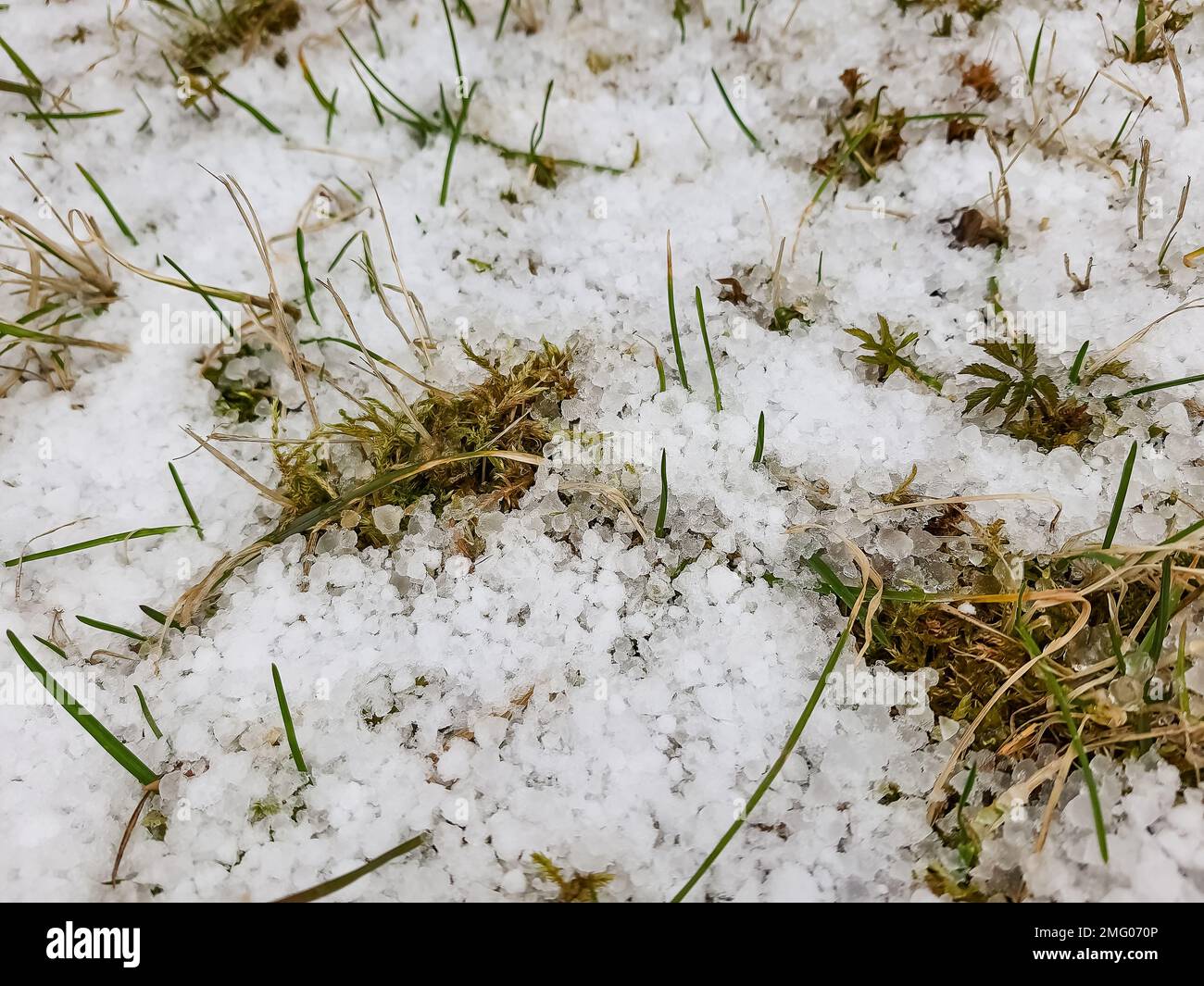 Hail or snow on green grass lawn, top view , weather concept. snow ...