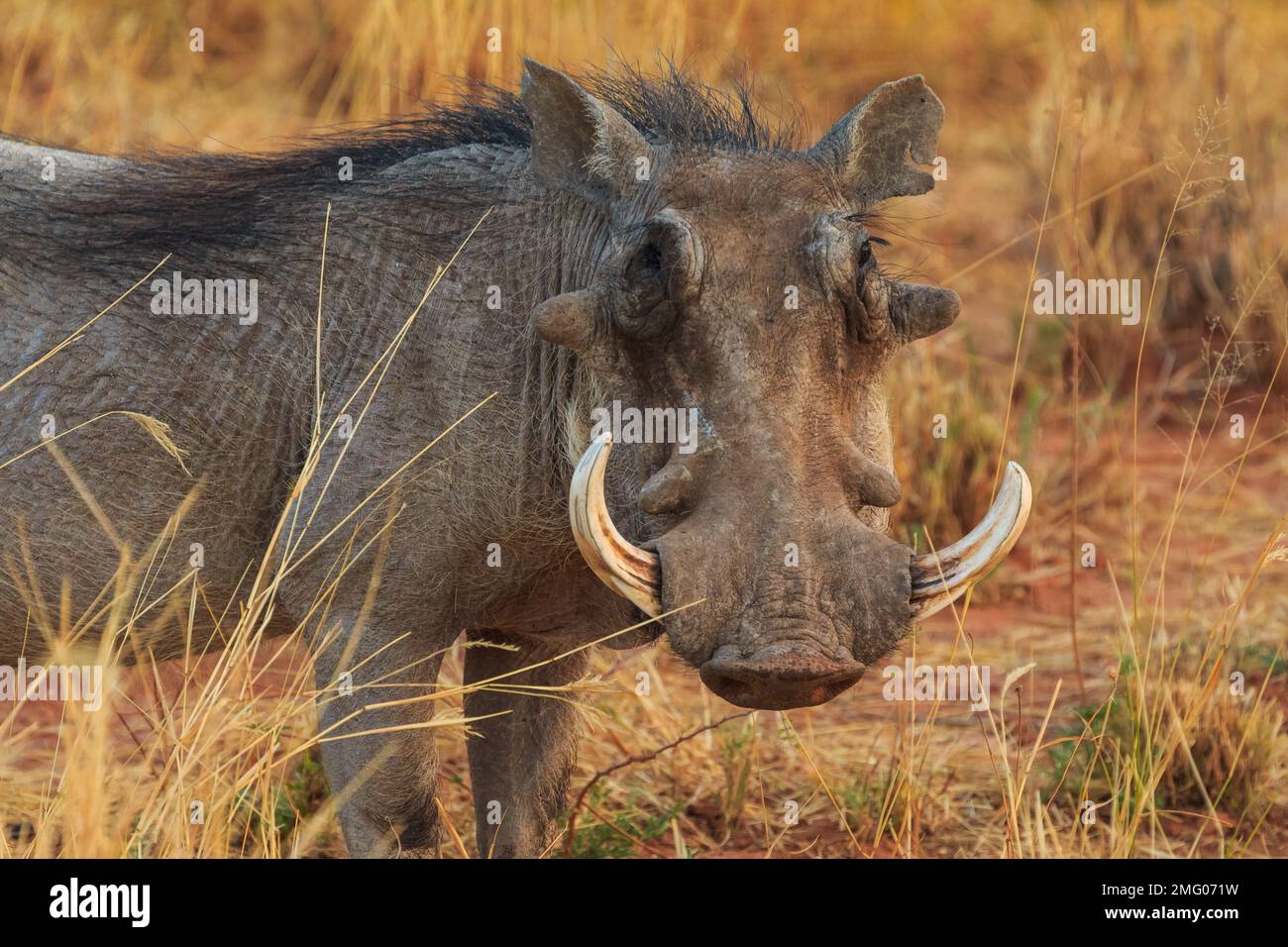 Common warthog in natural habitat in Waterberg Plateau National Park ...