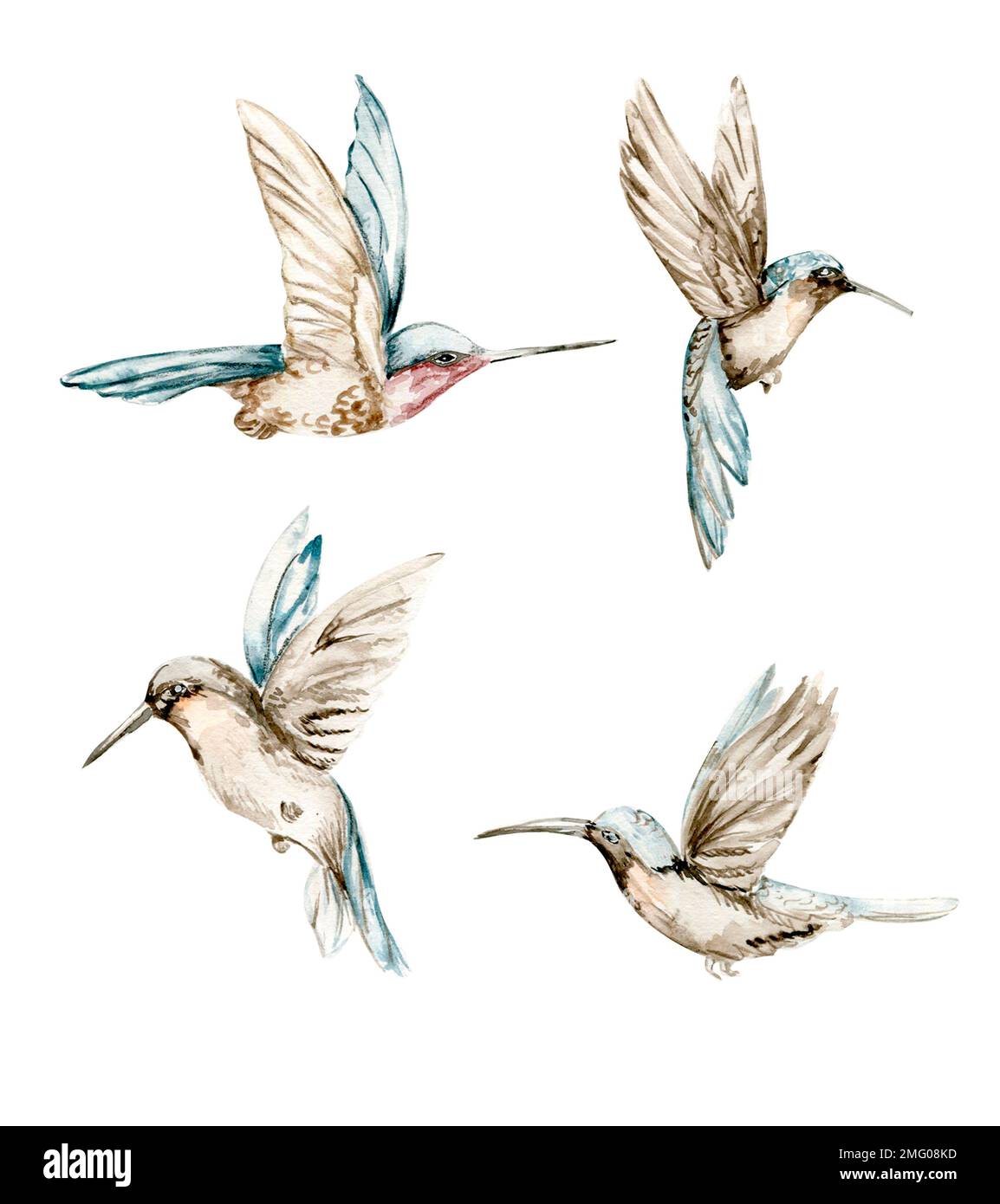Watercolor set of hand drawn blue hummingbird. Hand-drawn with ...