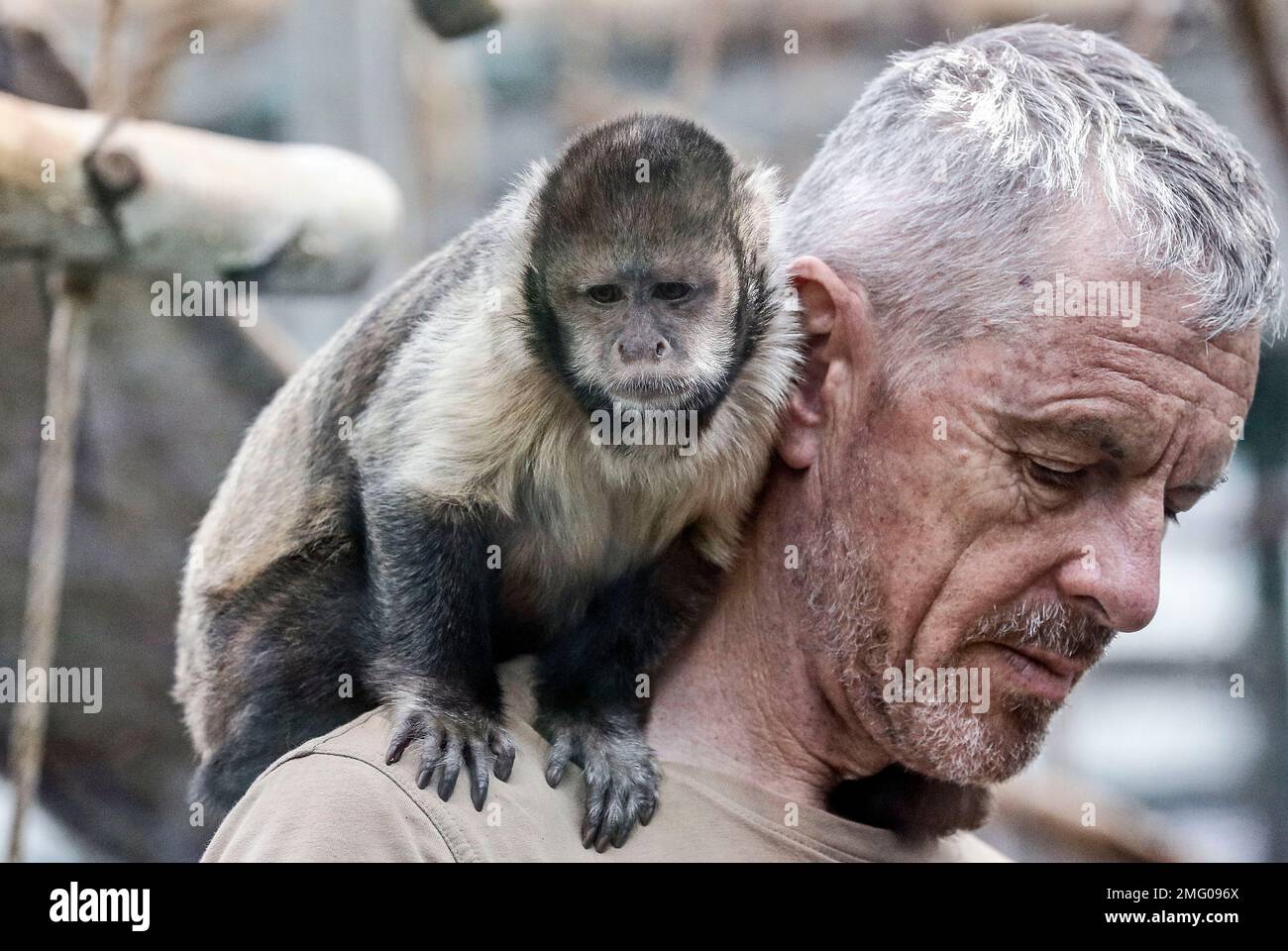 Hand raised capuchin monkey Nadua don't leaves the shoulder of keeper ...
