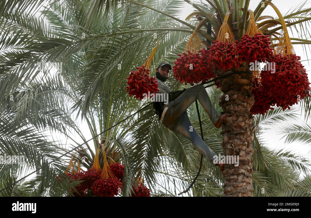 A farm worker climbs a palm tree to pick dates at a farm in Deir el ...