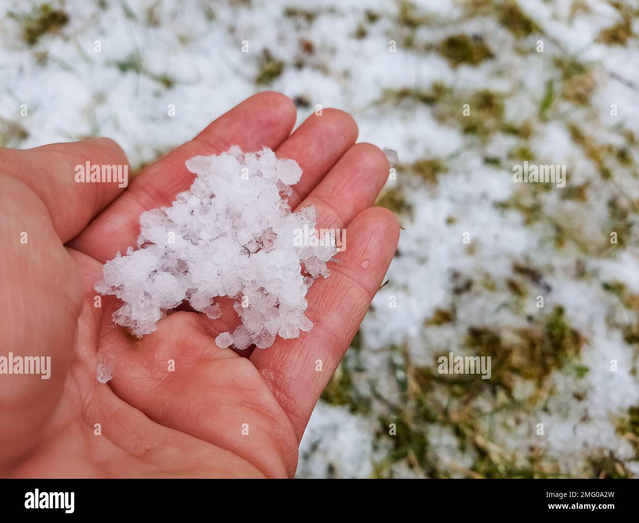 Round Pieces Of White Hail In men's Palms.Hail or snow on green grass ...