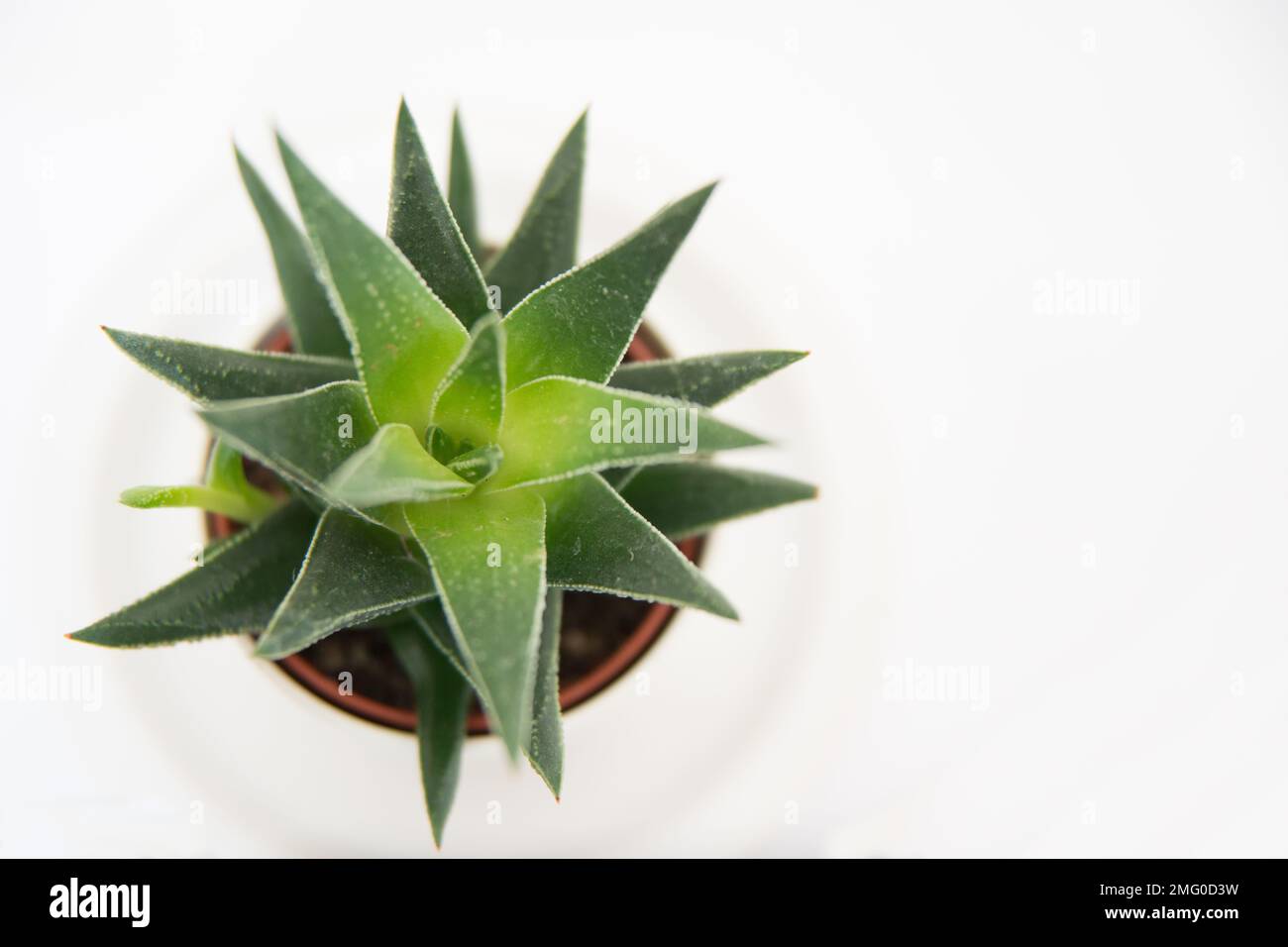 Close up view white cactus hi-res stock photography and images - Alamy