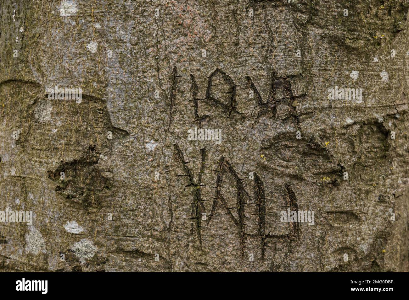 Link tree hi-res stock photography and images - Alamy