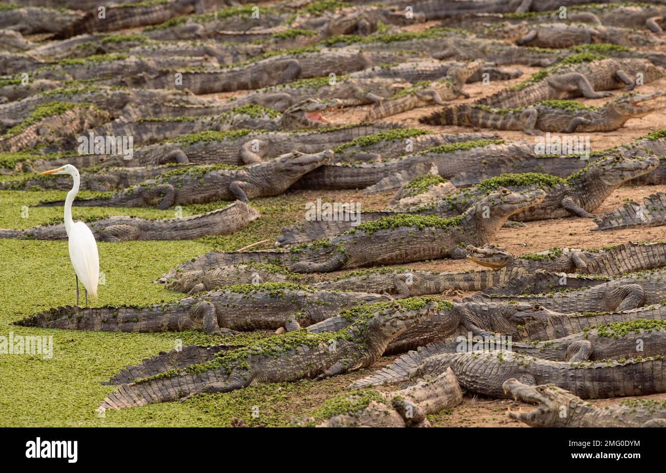 An egret flies over a bask of caiman on the banks of the almost dried ...