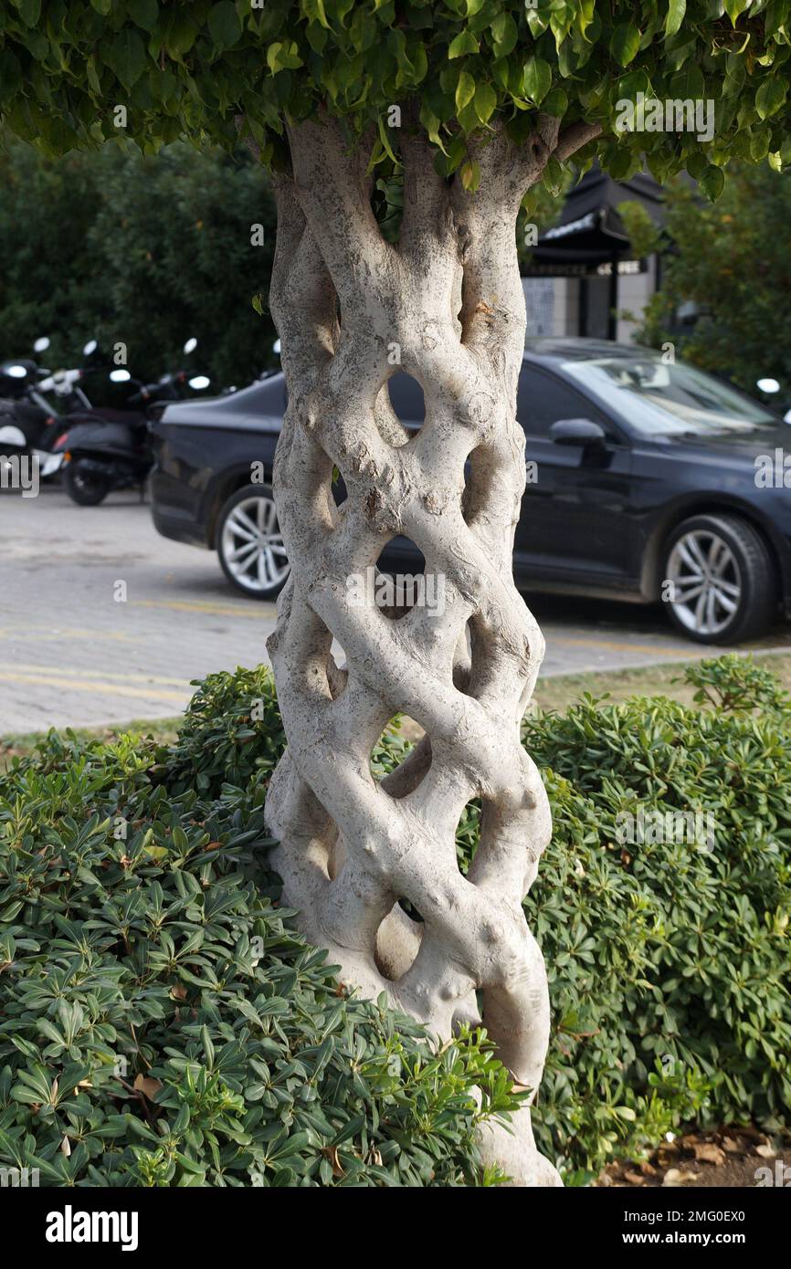 Trunks intertwined hi-res stock photography and images - Alamy