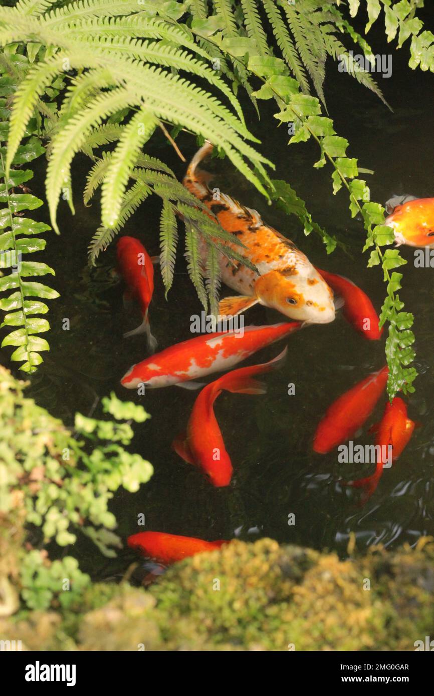 Beautiful bright orange koi fish swimming in the quiet pond Stock Photo ...