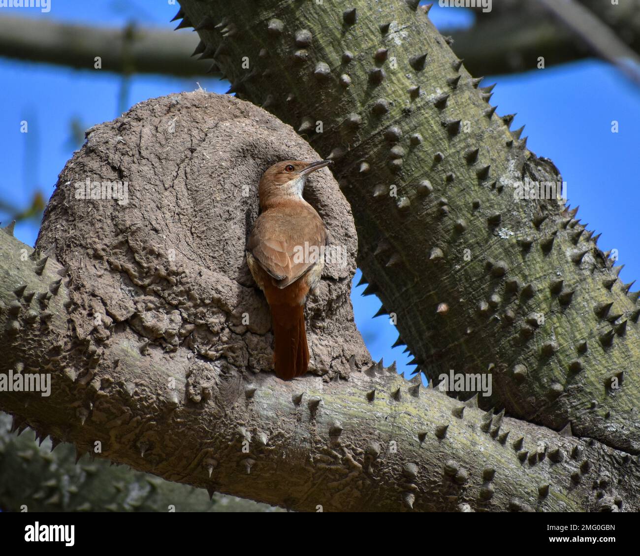 rufous hornero (Furnarius rufus) seen in it´s nest in a Ceiba speciosa ...