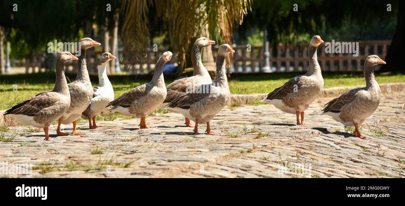 group of domestic goose (Anser anser domesticus) in the wild in Buenos ...