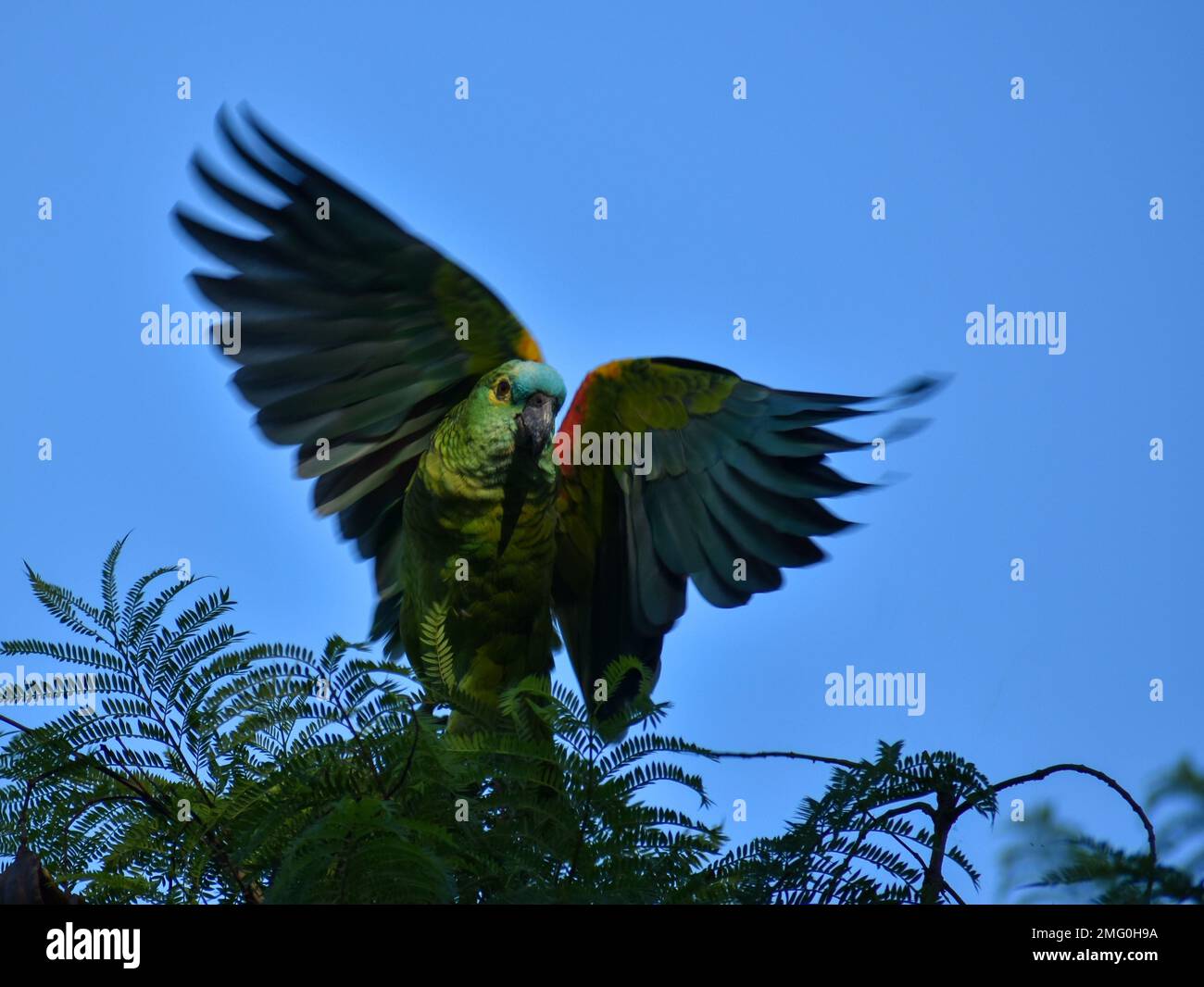wild turquoise-fronted amazon (Amazona aestiva) parrot taking off of a ...