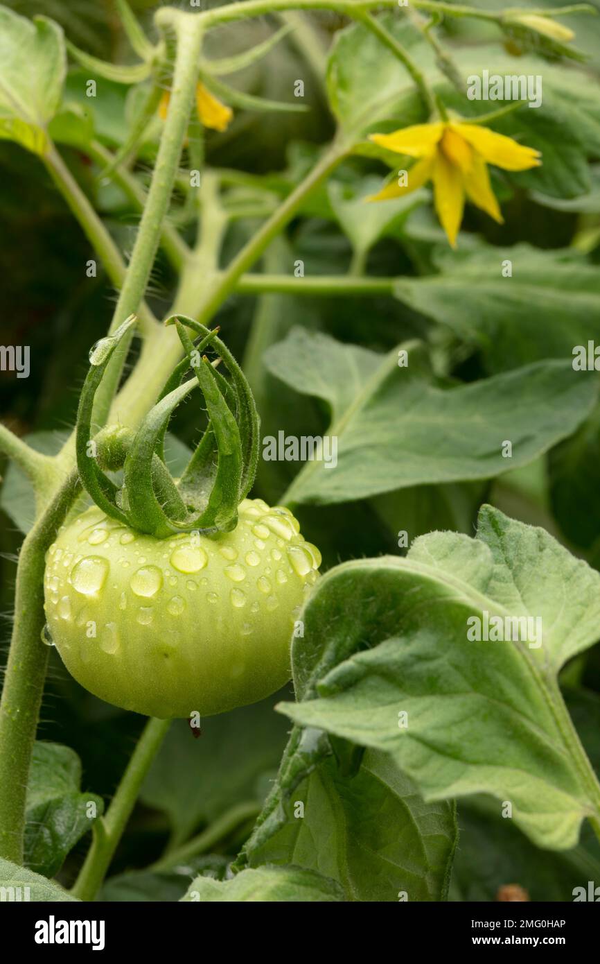 Close up natural garden fruit portrait of green tomato growing on the ...