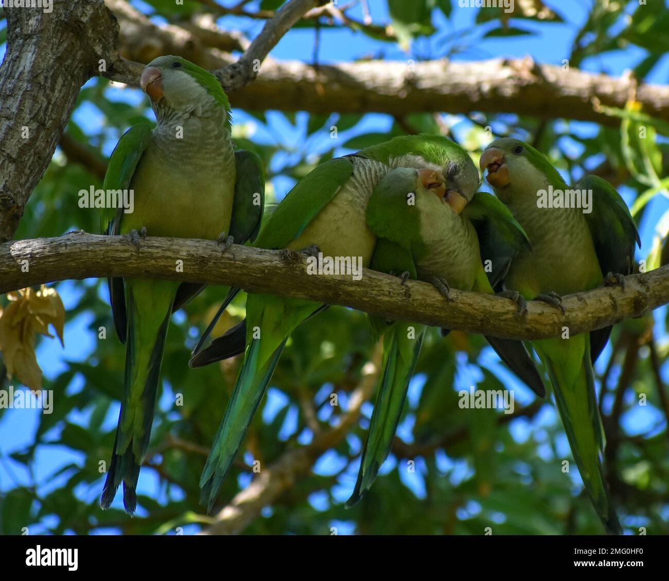 group of young monk parakeet (myiopsitta monachus), or quaker parrot ...