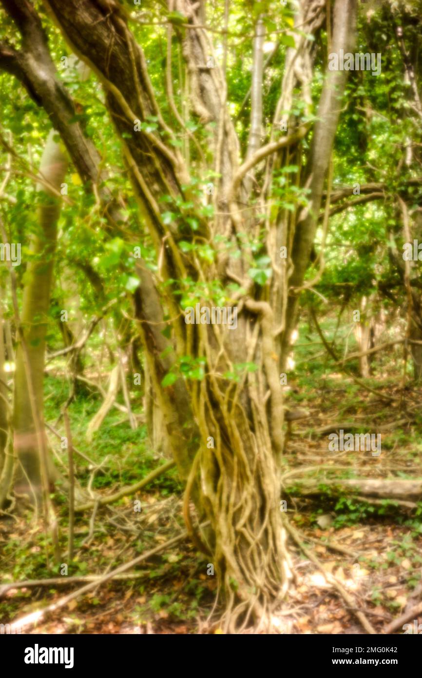 Natural patterns and textures in nature epitomised by tangled tree ...