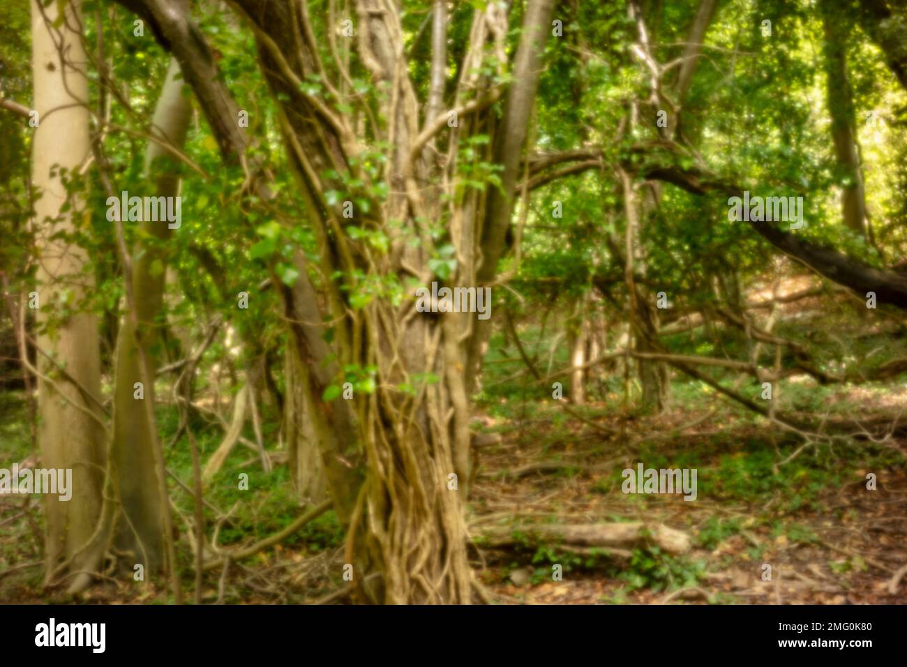 Natural patterns and textures in nature epitomised by tangled tree ...