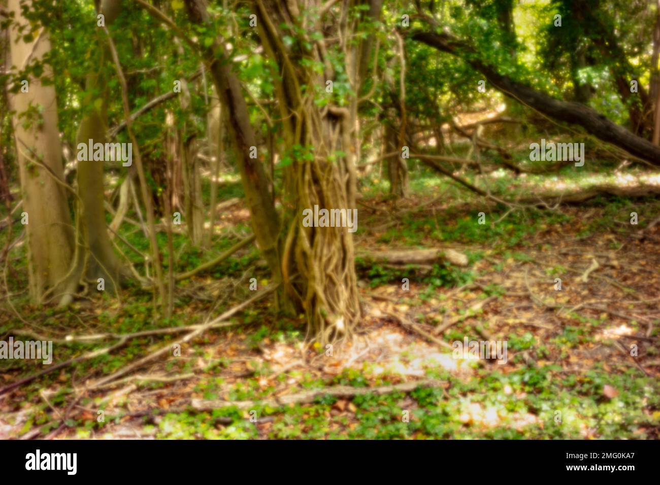 Natural patterns and textures in nature epitomised by tangled tree ...
