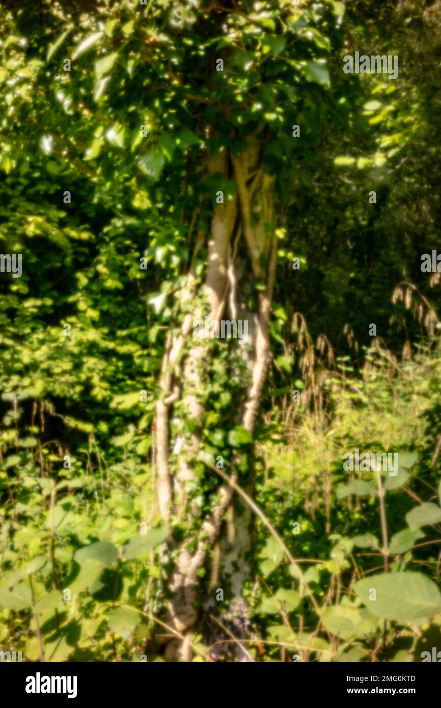 Natures chaos; natural environmental patterns formed by shapes in an ...