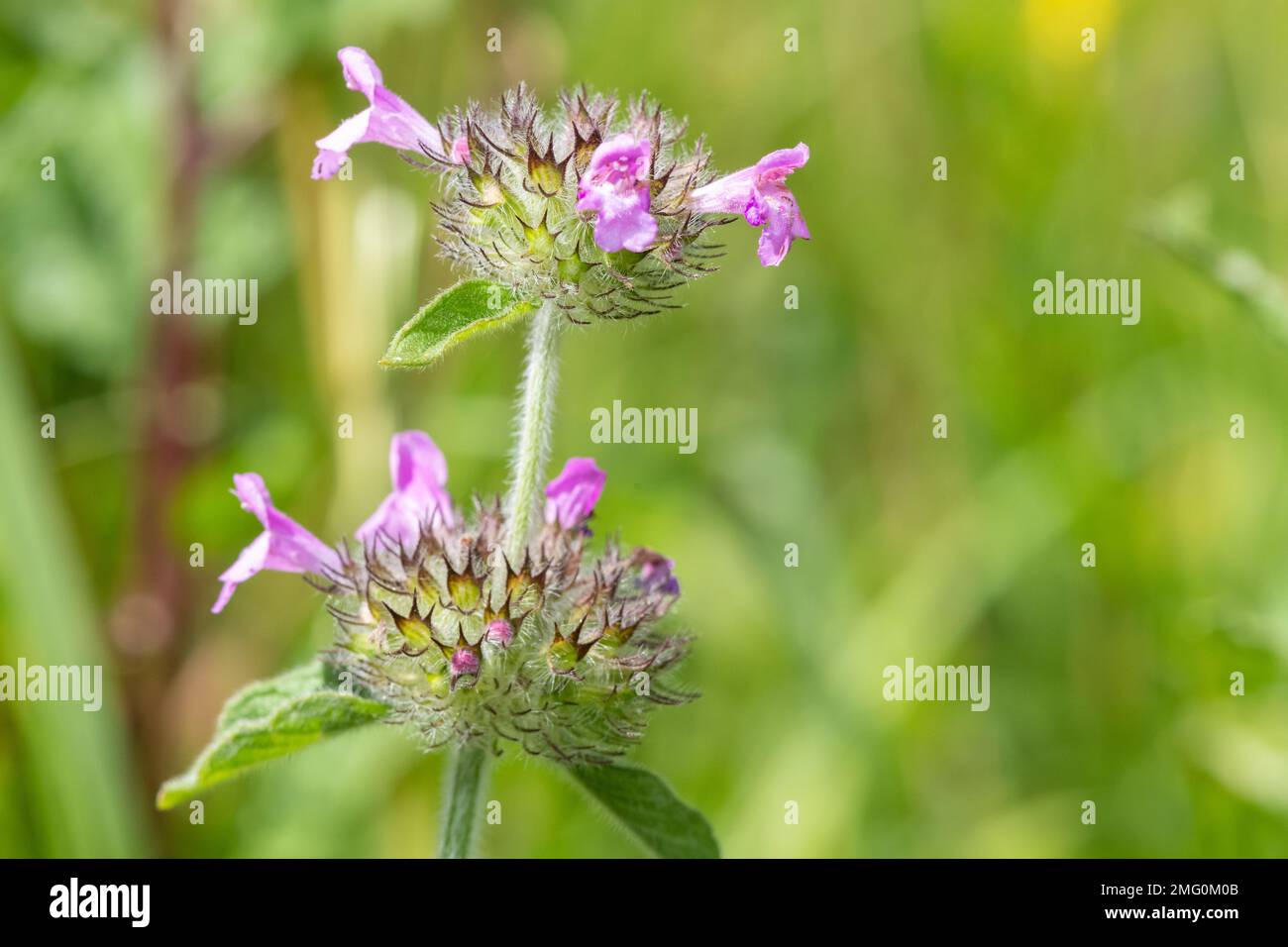 Macro shot of a wild basil (clinopodium vulgare) plant in bloom Stock ...