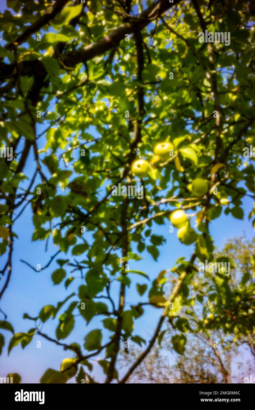 Classic landscape with prominent wild apple tree withsummer sunshine ...