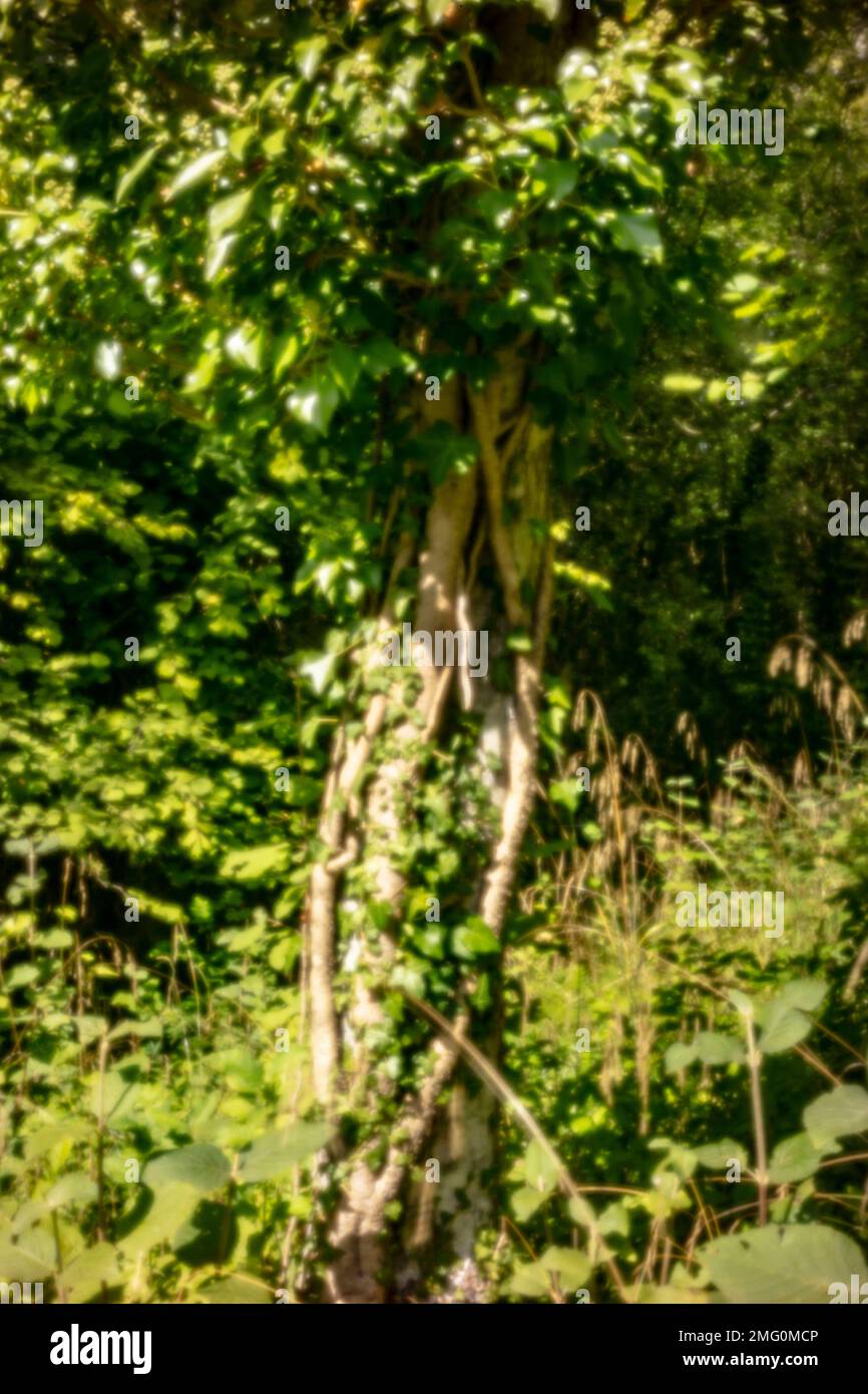 Natural patterns and textures in nature epitomised by tangled tree ...