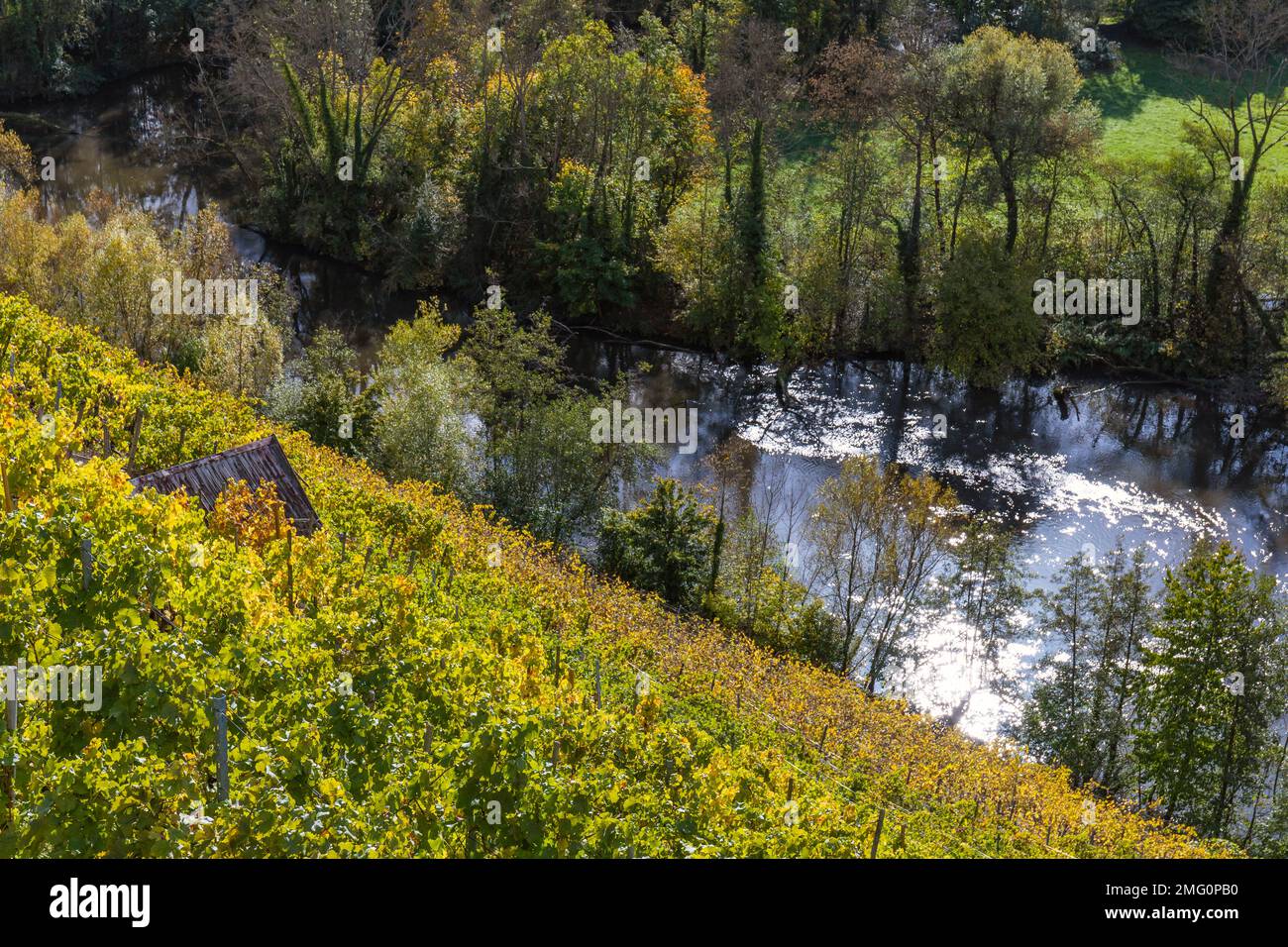 River "Enz" with steep vineyards in Besigheim, Baden-Württemberg ...