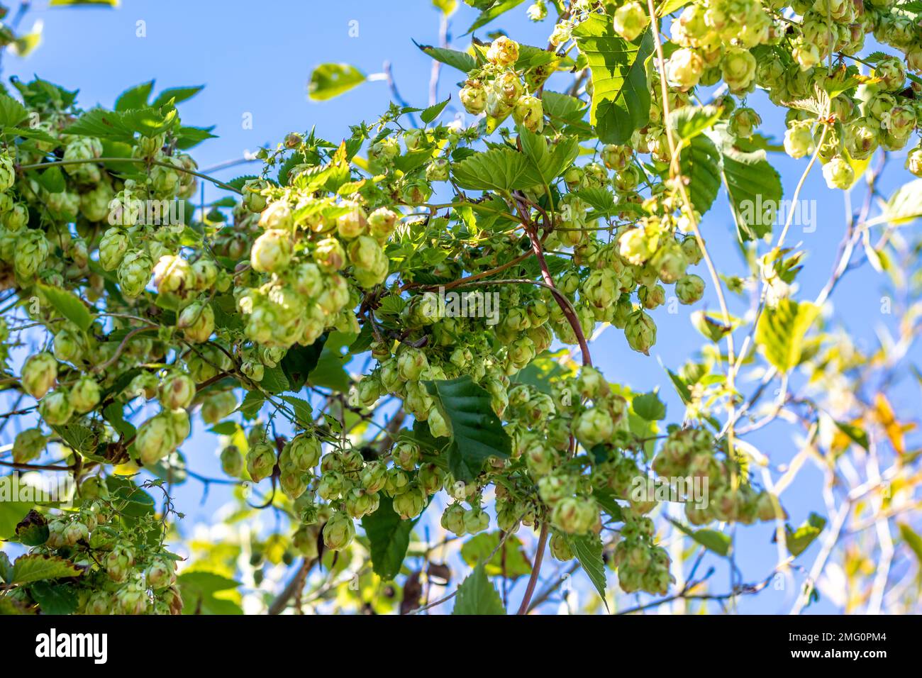 Hop cones (Humulus lupulus) in wild form on a bush in autumn Stock ...