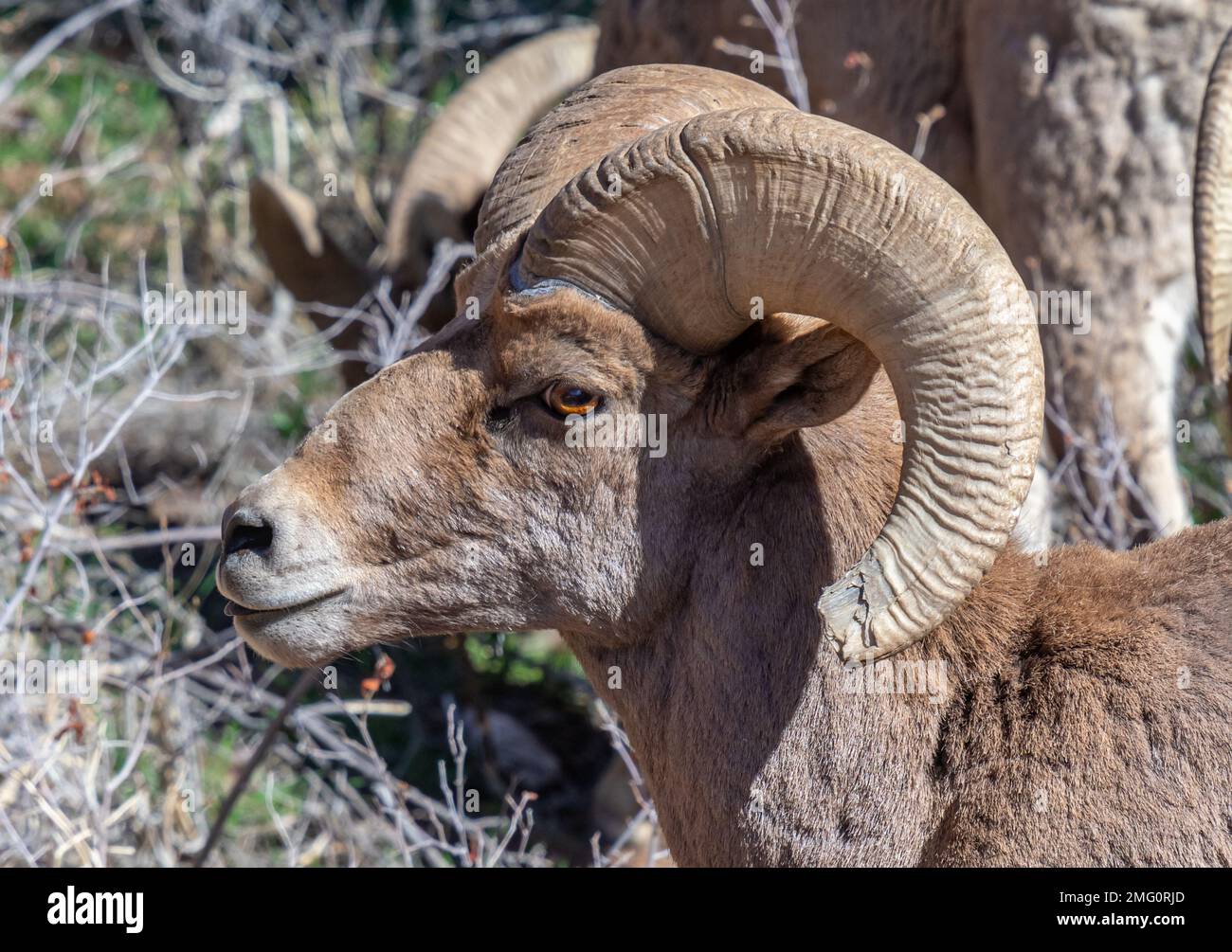 A beautiful bighorn ram ponders its life in the Royal Gorge area of ...
