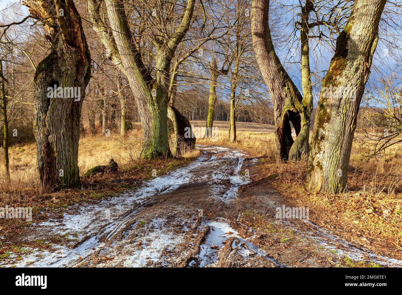 Old lime trees hi-res stock photography and images - Alamy