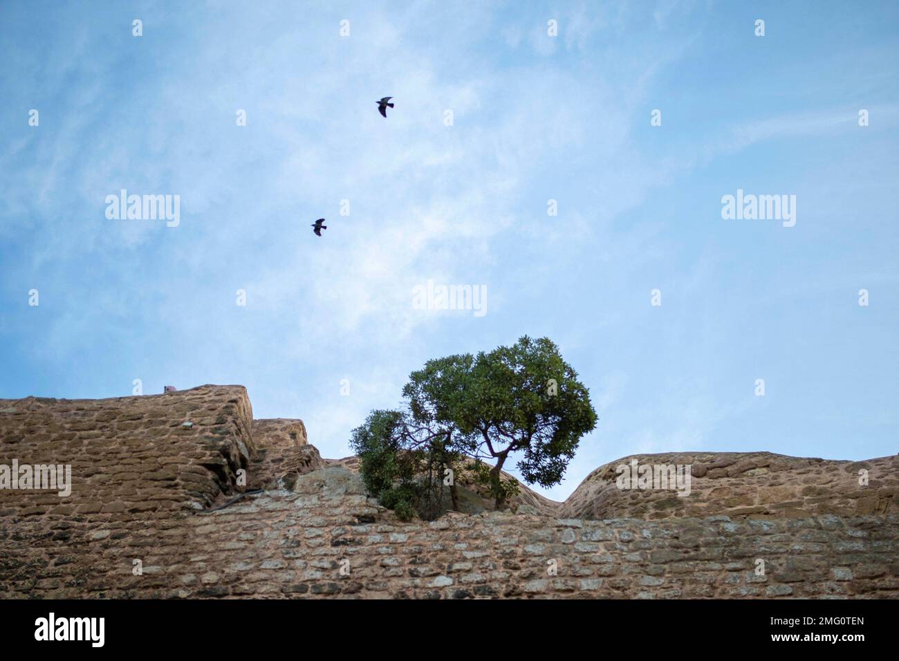 Birds fly over a tree growing out of the walls of the Kasbah of Oudayas ...
