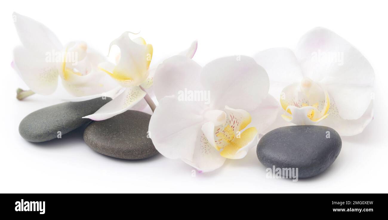 Spa stone with orchid flower over white background Stock Photo - Alamy