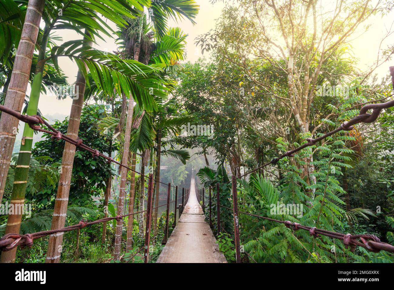 Suspension bridge in jungle, Sri Lanka Stock Photo - Alamy