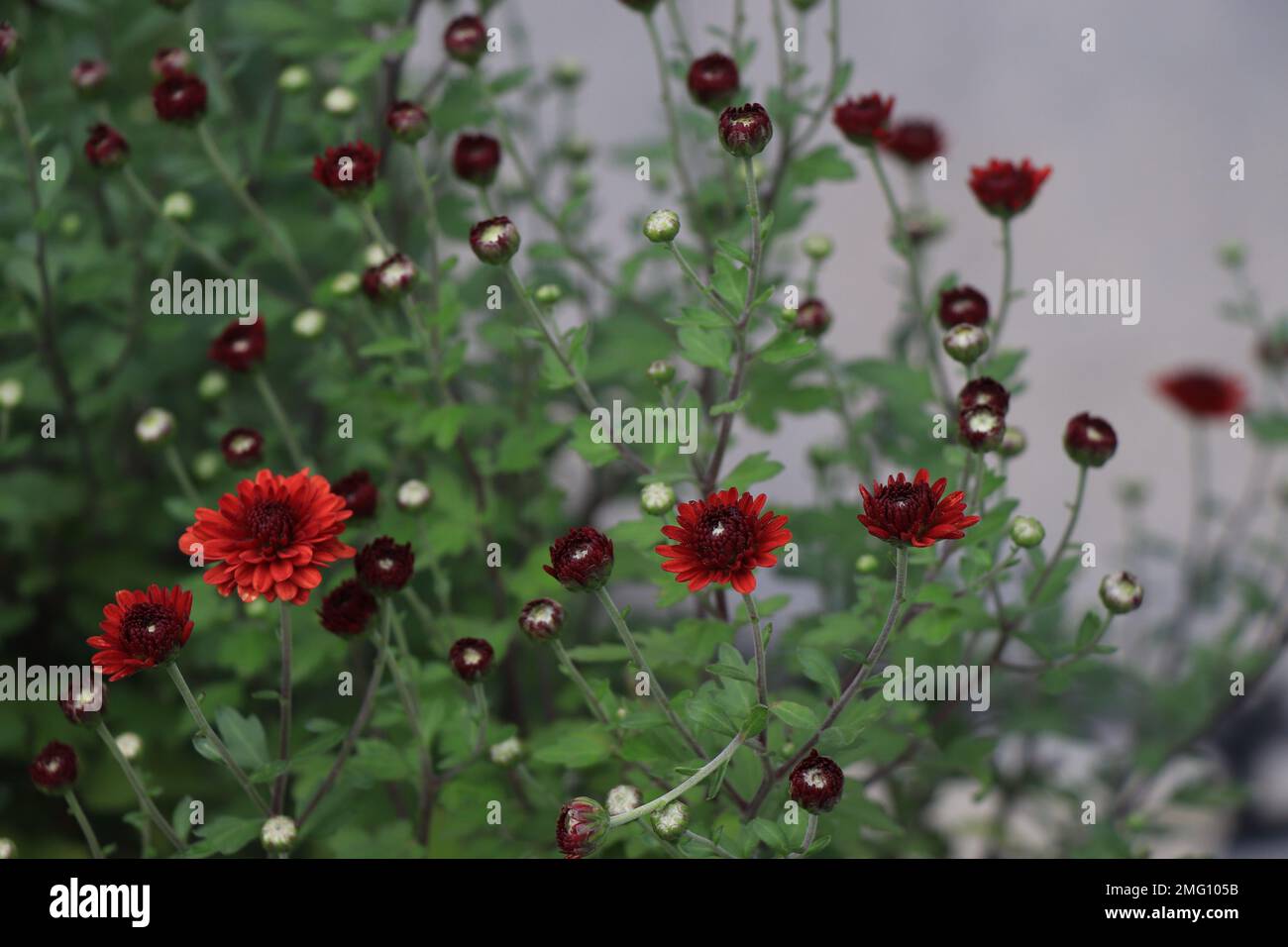 Reflex and incurve blooms hi-res stock photography and images - Alamy