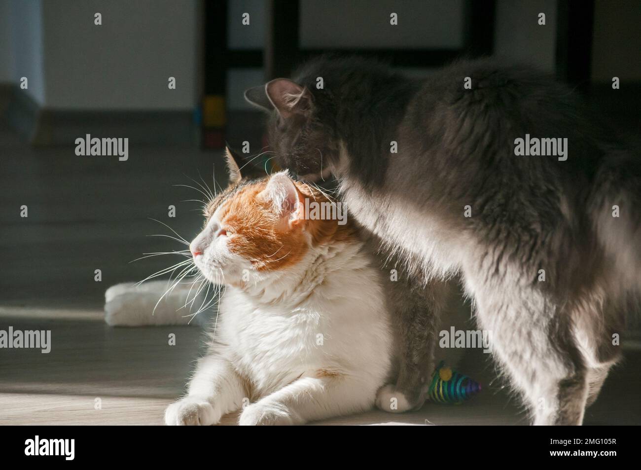 Two domestic cats play on house floor Stock Photo - Alamy