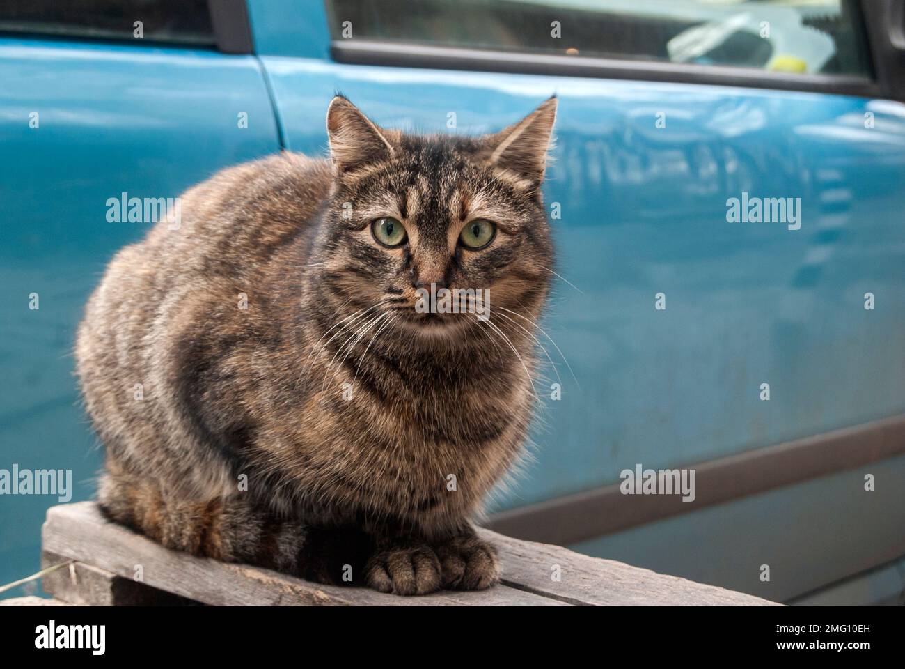 Adorable street tabby cat closeup by car Stock Photo - Alamy