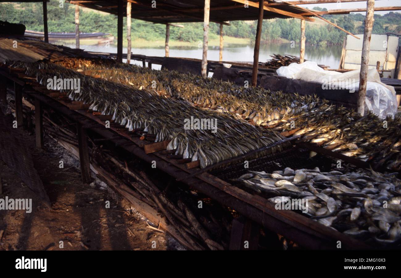Smoked, dried and salted fishes in Senegal, West Africa Stock Photo - Alamy