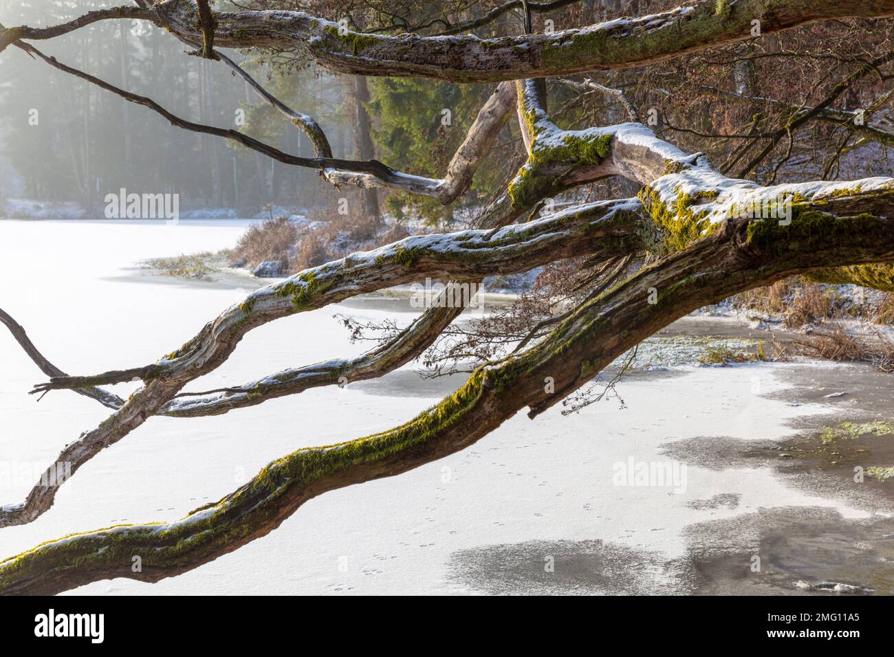 Winter landscape, oak tree by the water Stock Photo - Alamy