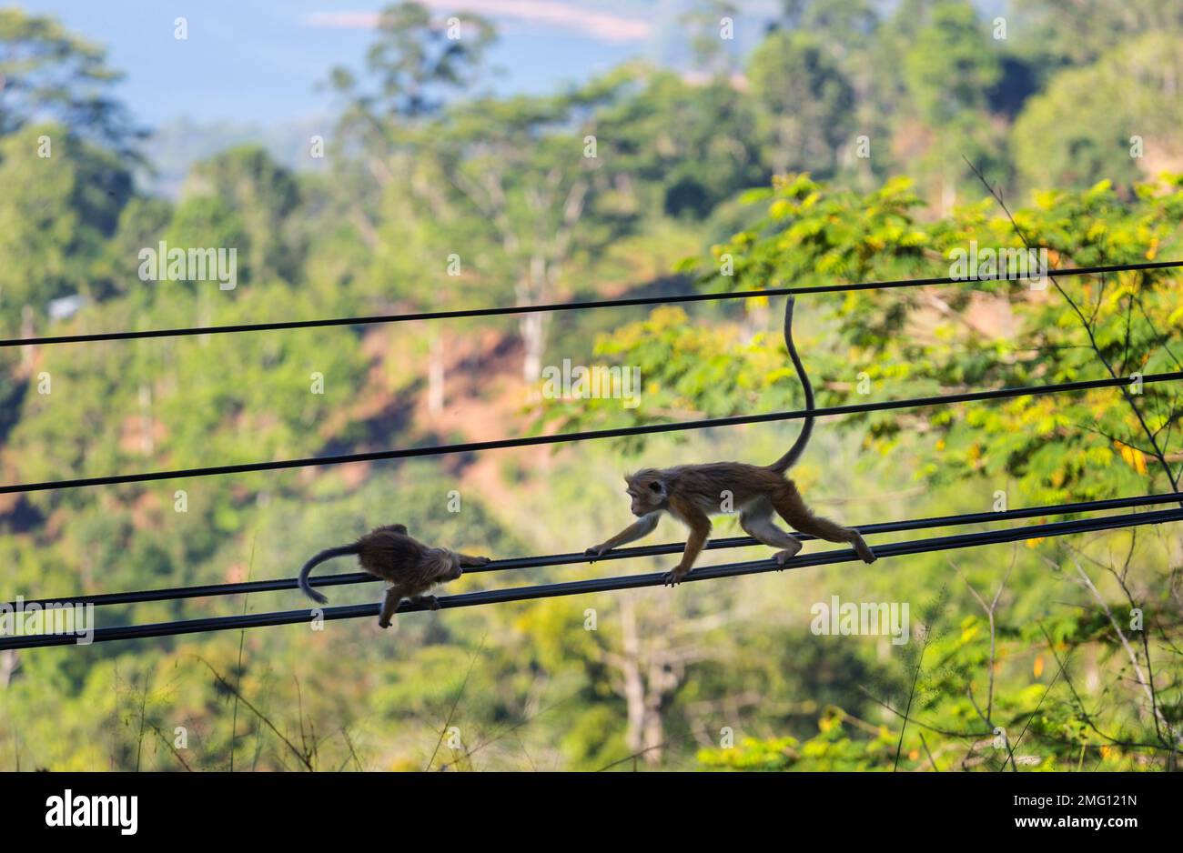 Monkeys walking on wires in Sri Lanka Stock Photo - Alamy