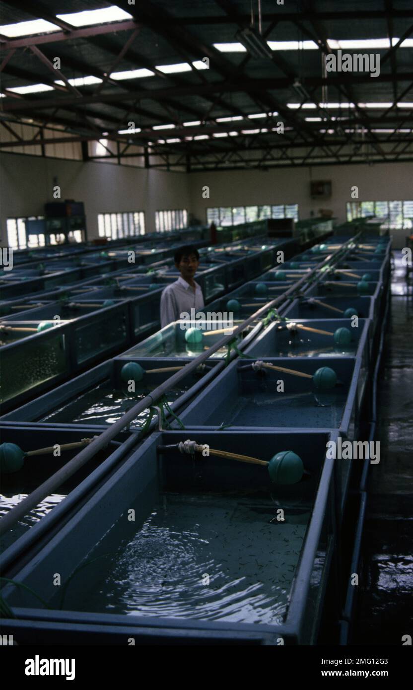 Aquarium Fish Farm Singapore at Patricia Flores blog