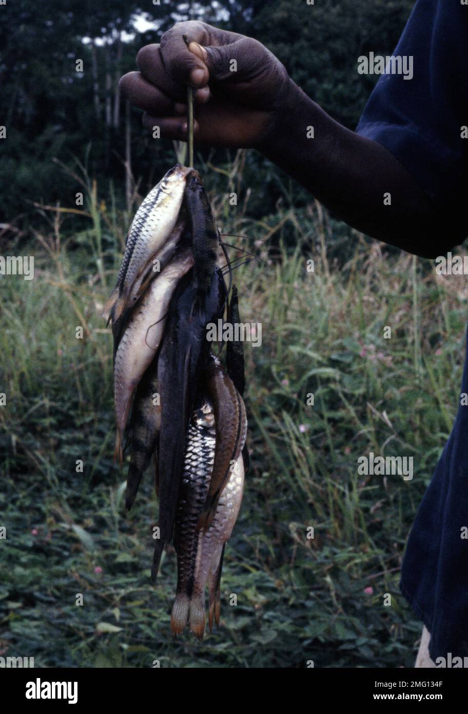 Barbs and other freshwater fishes caught in a river near Lambarené ...