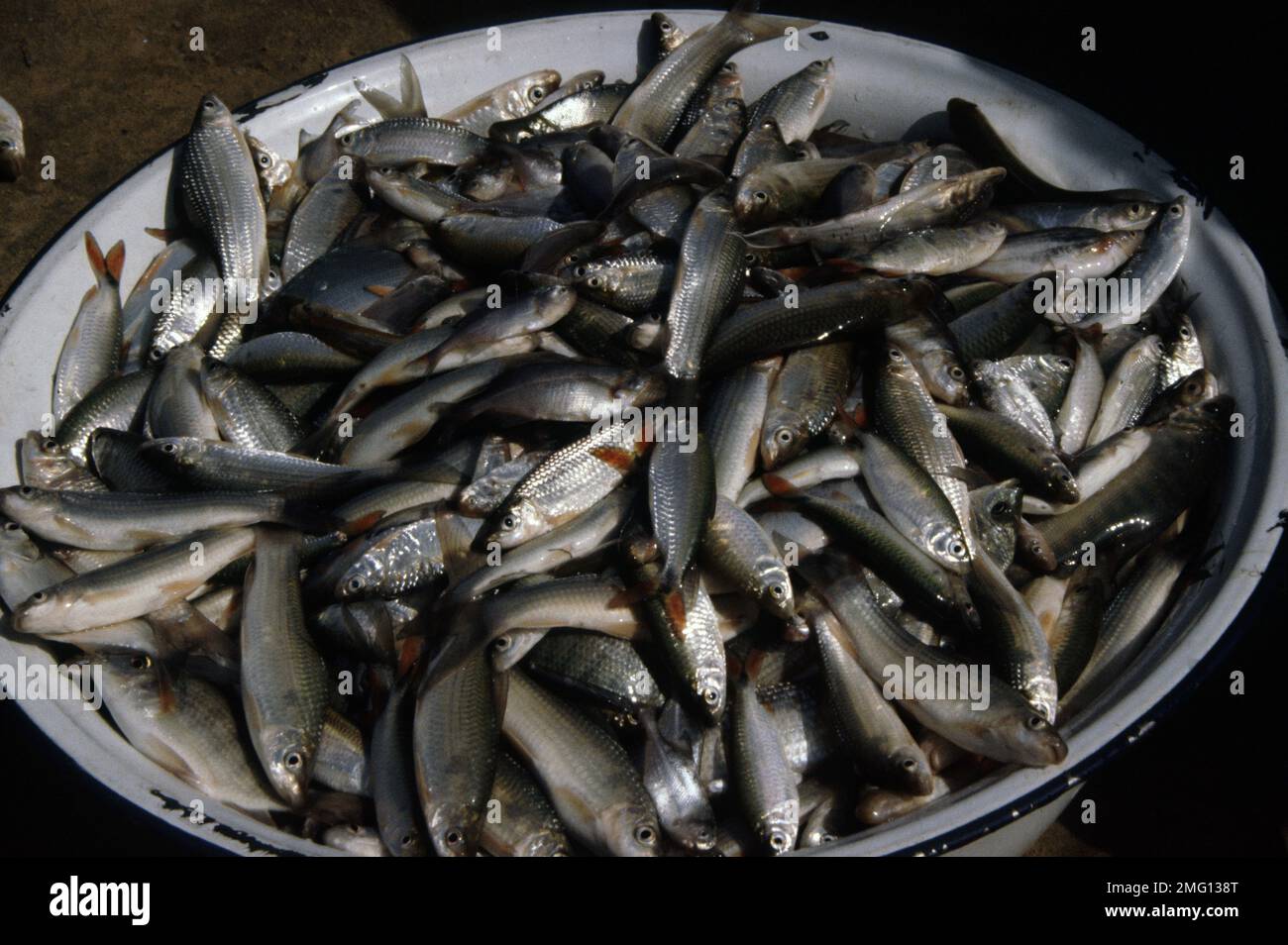 Salanga (Alestes spp. and other carp like fishes) catched in a Logone ...