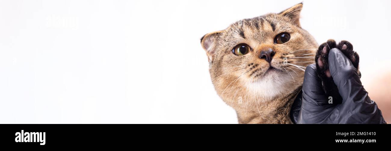 Scottish fold brown cat shows a paw with clipped claws Stock Photo - Alamy