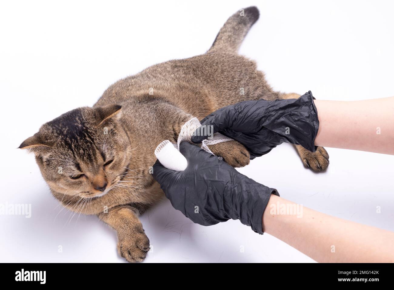A veterinarian examines a brown cat of the Scottish Fold breed and ...
